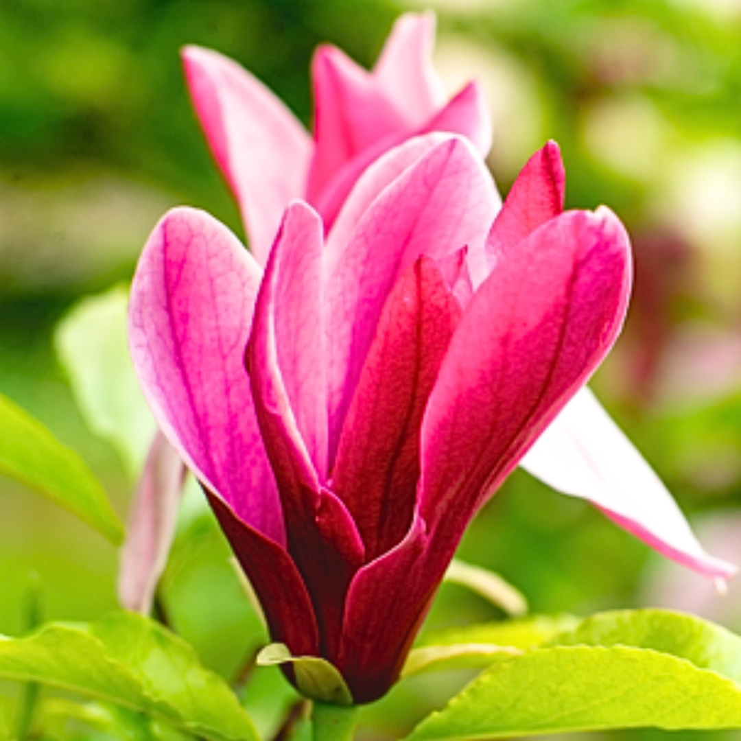 Champaca Red Absolute – Zurma Botanical Oil Studio